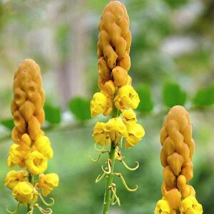 chuxay garden 35 seeds senna alata,emperor’s candlesticks,candle bush,candelabra bush, christmas candles,empress candle plant, ringworm shrub,candletree yellow orange small shurb