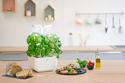 Véritable® EXKY Classic (White) - Indoor Vegetable Garden Made in France - Smart Autonomous Garden Delivered with 2 Lingots®