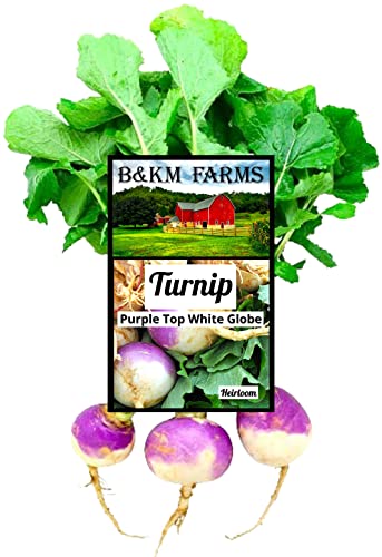 6 Grams 2500 Purple Top White Turnip Seeds for Planting Non-GMO Heirloom Vegetables Variety Seed Packet Instructions to Plant Home Vegetable Garden Great for Summer Fall & Winter Gardens B&KM Farms