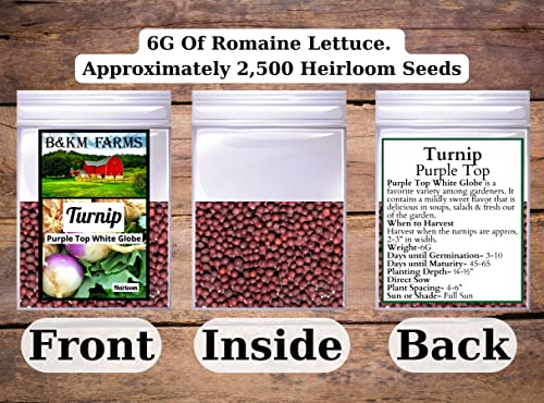 6 Grams 2500 Purple Top White Turnip Seeds for Planting Non-GMO Heirloom Vegetables Variety Seed Packet Instructions to Plant Home Vegetable Garden Great for Summer Fall & Winter Gardens B&KM Farms