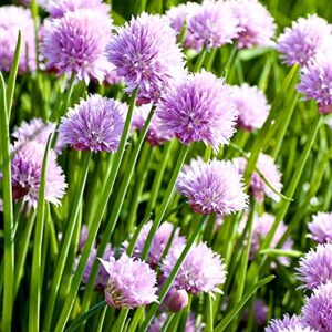 chives allium schoenoprasum wild onion wild garlic herb garden seeds for planting about 100 seeds