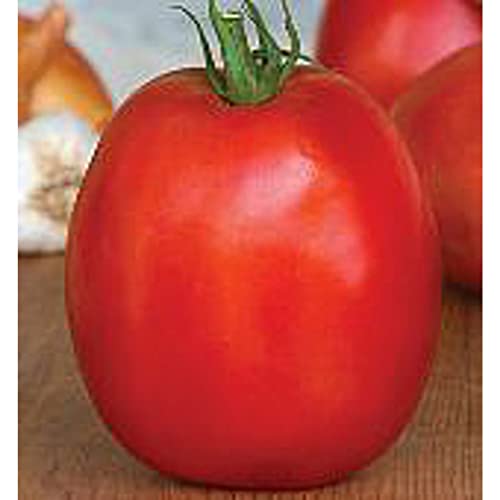 SuperSauce Tomato Seeds (20+ Seeds) | Non GMO | Vegetable Fruit Herb Flower Seeds for Planting | Home Garden Greenhouse Pack