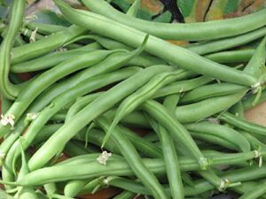 blue lake bush bean seeds- 20+ seeds by ohio heirloom seeds