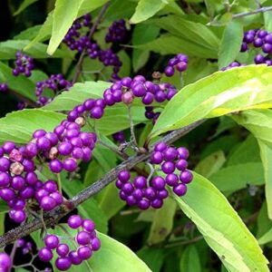 chuxay garden callicarpa americana,american beautyberry 25 seeds native wildflower shrub ornamental in gardens and yards.