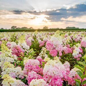 QAUZUY GARDEN Vanilla Strawberry Hydrangea Seeds (Hortensia) 60 Pink Hydrangea Flowers Tree Bush Plants Seeds - Fast-Growing & Attract Pollinators - Showy Accent Privacy Screen