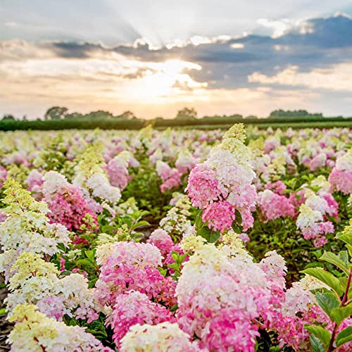 QAUZUY GARDEN Vanilla Strawberry Hydrangea Seeds (Hortensia) 60 Pink Hydrangea Flowers Tree Bush Plants Seeds - Fast-Growing & Attract Pollinators - Showy Accent Privacy Screen