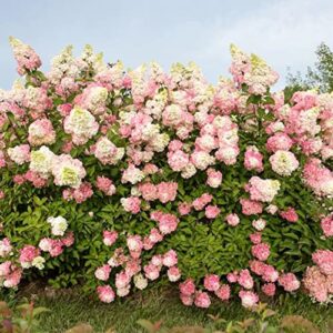 QAUZUY GARDEN Vanilla Strawberry Hydrangea Seeds (Hortensia) 60 Pink Hydrangea Flowers Tree Bush Plants Seeds - Fast-Growing & Attract Pollinators - Showy Accent Privacy Screen