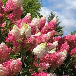 QAUZUY GARDEN Vanilla Strawberry Hydrangea Seeds (Hortensia) 60 Pink Hydrangea Flowers Tree Bush Plants Seeds - Fast-Growing & Attract Pollinators - Showy Accent Privacy Screen