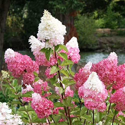 QAUZUY GARDEN Vanilla Strawberry Hydrangea Seeds (Hortensia) 60 Pink Hydrangea Flowers Tree Bush Plants Seeds - Fast-Growing & Attract Pollinators - Showy Accent Privacy Screen