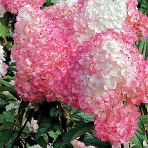 QAUZUY GARDEN Vanilla Strawberry Hydrangea Seeds (Hortensia) 60 Pink Hydrangea Flowers Tree Bush Plants Seeds - Fast-Growing & Attract Pollinators - Showy Accent Privacy Screen