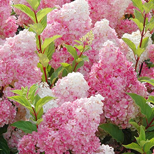 QAUZUY GARDEN Vanilla Strawberry Hydrangea Seeds (Hortensia) 60 Pink Hydrangea Flowers Tree Bush Plants Seeds - Fast-Growing & Attract Pollinators - Showy Accent Privacy Screen