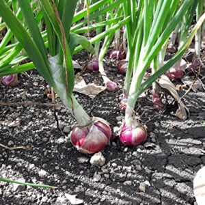 Red Shortday Burgundy Onion Seeds for Planting, 300+ Heirloom Seeds Per Packet, (Isla's Garden Seeds), Non GMO Seeds, Botanical Name: Allium cepa, Great Home Garden Gift