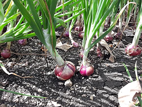 Red Shortday Burgundy Onion Seeds for Planting, 300+ Heirloom Seeds Per Packet, (Isla's Garden Seeds), Non GMO Seeds, Botanical Name: Allium cepa, Great Home Garden Gift