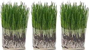 the cat ladies cat grass grow bag kit, organic cat grass for indoor cats, seeds, 3 pack soil, seeds & grow bags