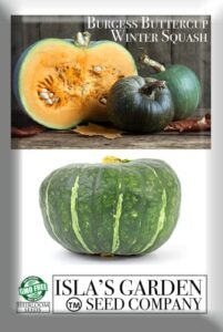 burgess buttercup winter squash, 25 heirloom seeds per packet, non gmo seeds, botanical name: cucurbita maxima, isla’s garden seeds