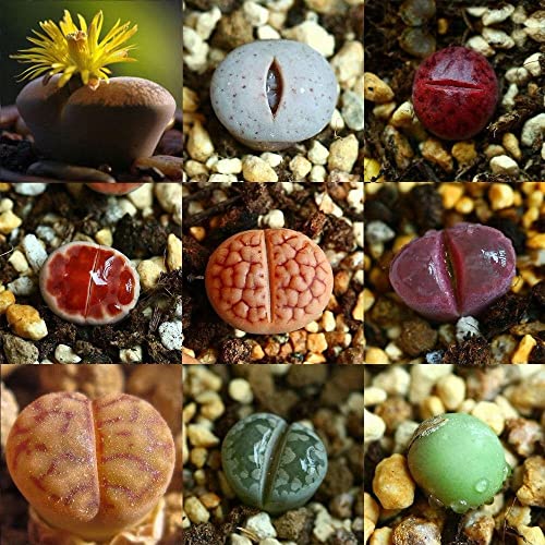 ROGERSEED 1000+ Mixed Rare Lithops Seeds - Succulent Cactus Seeds Planting for Garden Bonsai - Non-GMO