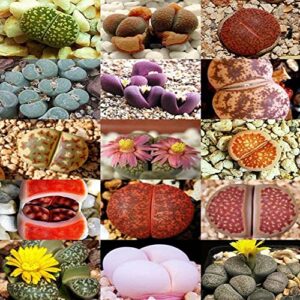 ROGERSEED 1000+ Mixed Rare Lithops Seeds - Succulent Cactus Seeds Planting for Garden Bonsai - Non-GMO