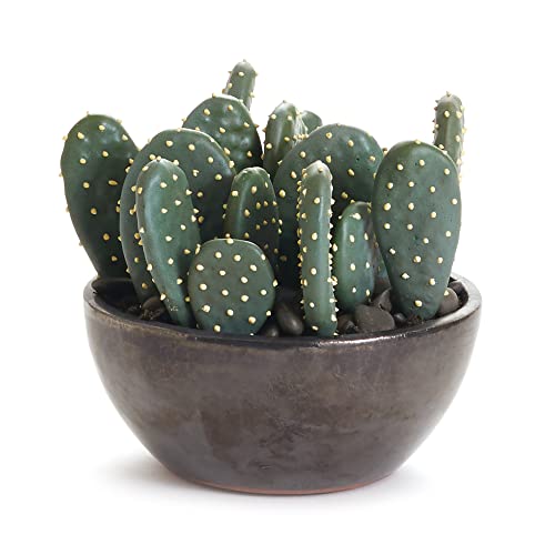 Napa Home & Garden Eastern Prickly Pear Cactus Potted 5" Green