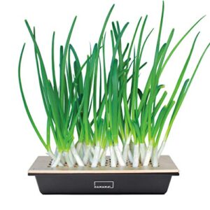 hamama home green onion kit, regrow fresh green onions indoors every week, 30-second setup, just add water, green onion ends. includes growing tray, coco fiber mats, easy instructions. cooking gift.