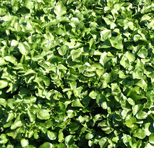 Pepper Cress Seeds Curled for Garden Herb or Microgreens and Sprouting H253 (400 Seeds)