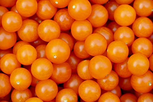 "Gold Nugget" Cherry Tomato Seeds for Planting, 25+ Heirloom Seeds Per Packet, (Isla's Garden Seeds), Non GMO Seeds, Botanical Name: Solanum lycopersicum 'Gold Nugget', Great Home Garden Gift