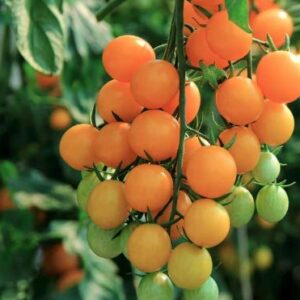 "Gold Nugget" Cherry Tomato Seeds for Planting, 25+ Heirloom Seeds Per Packet, (Isla's Garden Seeds), Non GMO Seeds, Botanical Name: Solanum lycopersicum 'Gold Nugget', Great Home Garden Gift