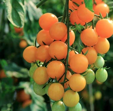 "Gold Nugget" Cherry Tomato Seeds for Planting, 25+ Heirloom Seeds Per Packet, (Isla's Garden Seeds), Non GMO Seeds, Botanical Name: Solanum lycopersicum 'Gold Nugget', Great Home Garden Gift