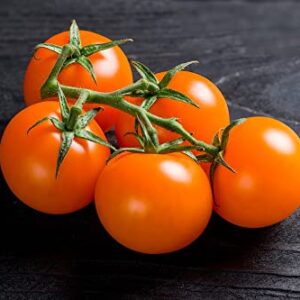 "Gold Nugget" Cherry Tomato Seeds for Planting, 25+ Heirloom Seeds Per Packet, (Isla's Garden Seeds), Non GMO Seeds, Botanical Name: Solanum lycopersicum 'Gold Nugget', Great Home Garden Gift