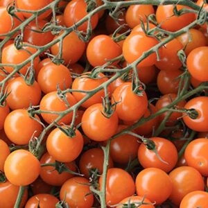 "Gold Nugget" Cherry Tomato Seeds for Planting, 25+ Heirloom Seeds Per Packet, (Isla's Garden Seeds), Non GMO Seeds, Botanical Name: Solanum lycopersicum 'Gold Nugget', Great Home Garden Gift