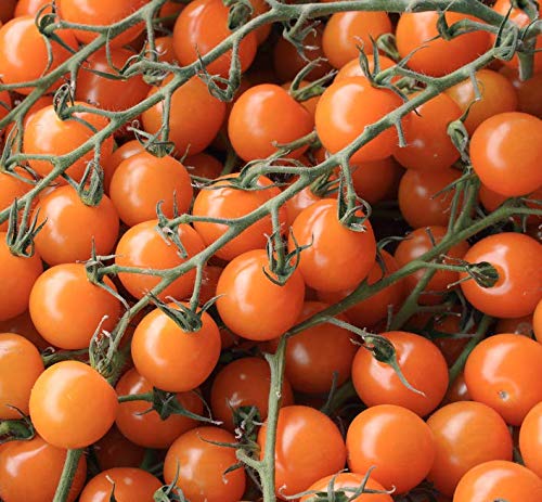 "Gold Nugget" Cherry Tomato Seeds for Planting, 25+ Heirloom Seeds Per Packet, (Isla's Garden Seeds), Non GMO Seeds, Botanical Name: Solanum lycopersicum 'Gold Nugget', Great Home Garden Gift