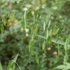 CHUXAY GARDEN 100 Seeds Chasmanthium Latifolium Seeds,Northern Sea Oats,North America Wild Oats,Upland Oats Shade Tolerant Ornamental Grass Landscaping Rocks Ground Cover