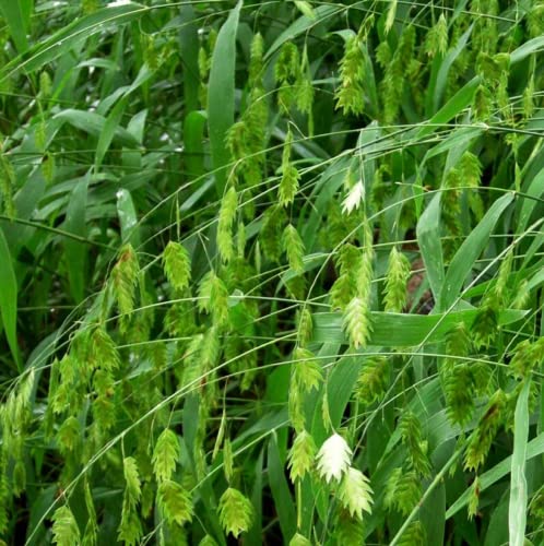 CHUXAY GARDEN 100 Seeds Chasmanthium Latifolium Seeds,Northern Sea Oats,North America Wild Oats,Upland Oats Shade Tolerant Ornamental Grass Landscaping Rocks Ground Cover