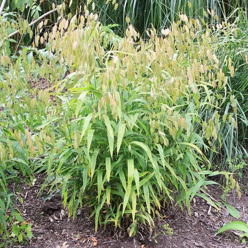 CHUXAY GARDEN 100 Seeds Chasmanthium Latifolium Seeds,Northern Sea Oats,North America Wild Oats,Upland Oats Shade Tolerant Ornamental Grass Landscaping Rocks Ground Cover