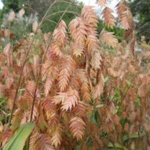 CHUXAY GARDEN 100 Seeds Chasmanthium Latifolium Seeds,Northern Sea Oats,North America Wild Oats,Upland Oats Shade Tolerant Ornamental Grass Landscaping Rocks Ground Cover