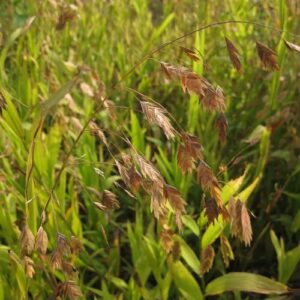 CHUXAY GARDEN 100 Seeds Chasmanthium Latifolium Seeds,Northern Sea Oats,North America Wild Oats,Upland Oats Shade Tolerant Ornamental Grass Landscaping Rocks Ground Cover