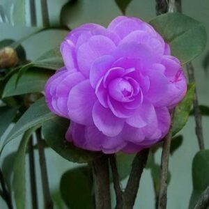 chuxay garden purple camelia flower seed 30 seeds showy display stunning flowering plant great courtyard flower