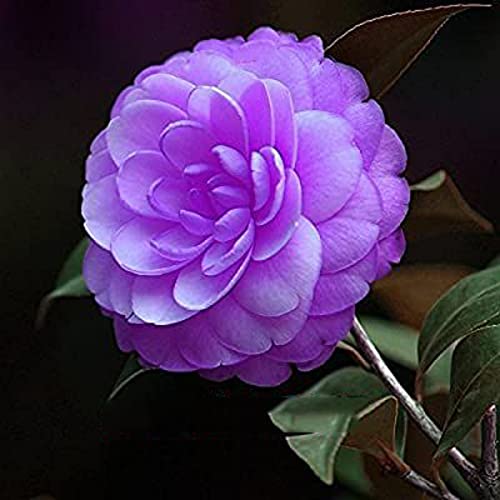 CHUXAY GARDEN Purple Camelia Flower Seed 30 Seeds Showy Display Stunning Flowering Plant Great Courtyard Flower