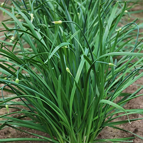 Chinese Leek Seeds - Flowering - 2 g Packet ~738 Seeds - Non-GMO, Heirloom - Asian Garden Vegetable & Microgreens