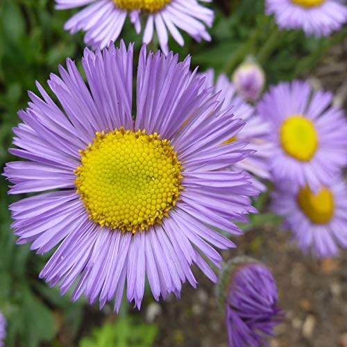 Outsidepride Erigeron Azure Fairy, Showy Daisy, Aspen Fleabane Garden Cut Flowers - 1000 Seeds