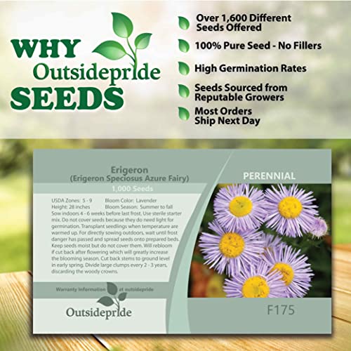 Outsidepride Erigeron Azure Fairy, Showy Daisy, Aspen Fleabane Garden Cut Flowers - 1000 Seeds