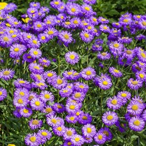 Outsidepride Erigeron Azure Fairy, Showy Daisy, Aspen Fleabane Garden Cut Flowers - 1000 Seeds