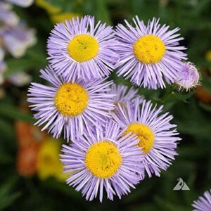 Outsidepride Erigeron Azure Fairy, Showy Daisy, Aspen Fleabane Garden Cut Flowers - 1000 Seeds