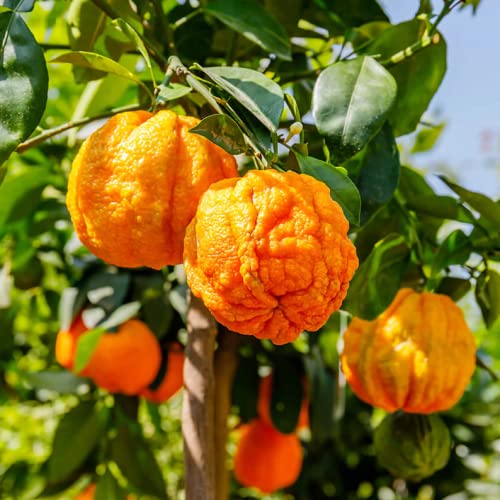 CHUXAY GARDEN 5 Seeds Bitter Orange,Seville Orange,Bigarade Orange,Marmalade Orange Bitter Fruit Hybrid Orange Tree Gardening Gifts Easy Grow Hardy