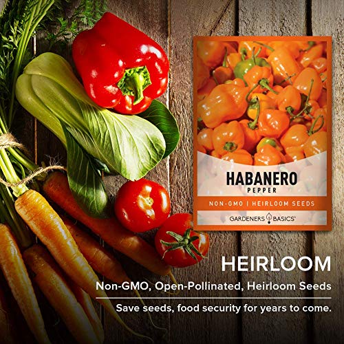 Orange Habanero Pepper Seeds for Planting Heirloom Non-GMO Hot Habanero Peppers Plant Seeds for Home Garden Vegetables Makes a Great Gift for Gardeners by Gardeners Basics