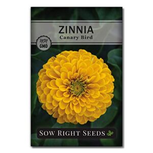 Sow Right Seeds - Warm Color Flower Seed for Planting - Red Sunflower, Orange Poppy, Yellow Zinnia, Plus Daisy and Columbine Seeds - Non-GMO Variety to Plant a Flower Garden