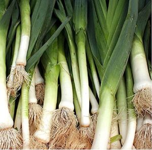 david’s garden seeds leek king richard (green) 200 non-gmo, open pollinated seeds