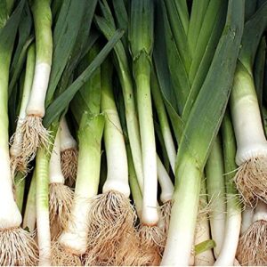 David's Garden Seeds Leek King Richard (Green) 200 Non-GMO, Open Pollinated Seeds