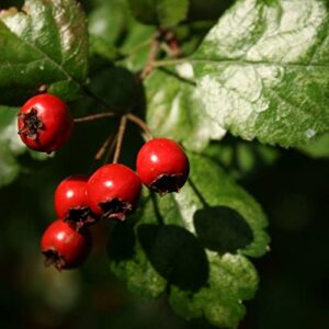 chuxay garden 20 seeds crataegus laevigata,english hawthorn,midland hawthorn,may,albespyne small low-branching deciduous tree edible fruit