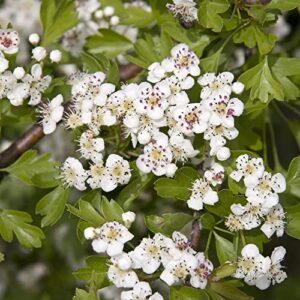 CHUXAY GARDEN 20 Seeds Crataegus Laevigata,English Hawthorn,Midland Hawthorn,May,Albespyne Small Low-Branching Deciduous Tree Edible Fruit