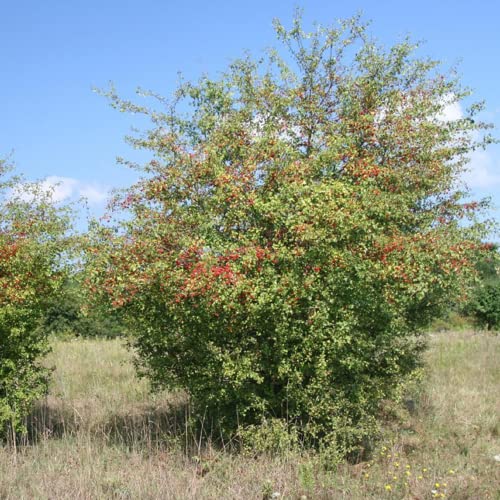 CHUXAY GARDEN 20 Seeds Crataegus Laevigata,English Hawthorn,Midland Hawthorn,May,Albespyne Small Low-Branching Deciduous Tree Edible Fruit